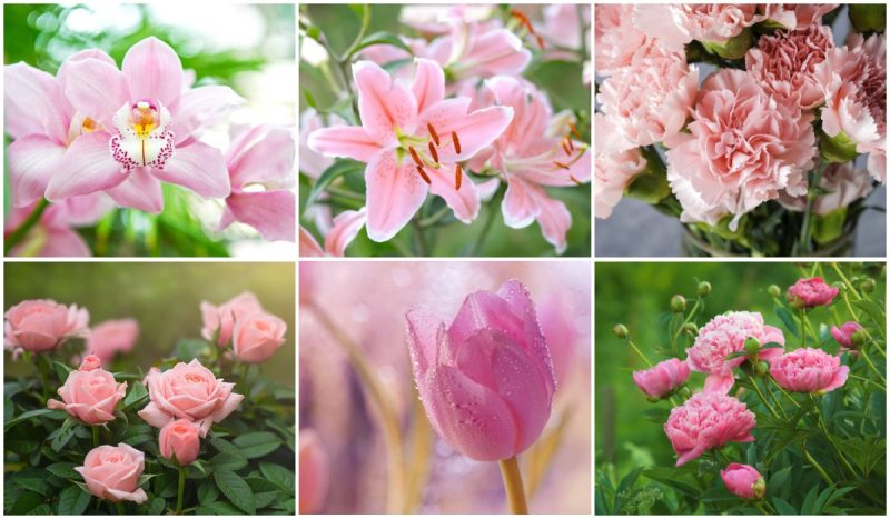 Types of Pink Flowers for Every Season and Occasion | St Maartens Flowers